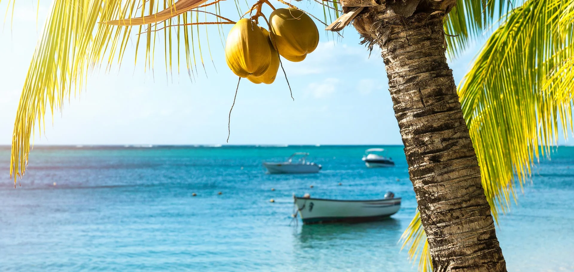 Catch the News - Island Fin Poké Co.®